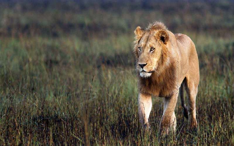 Ivory Tree Game Lodge