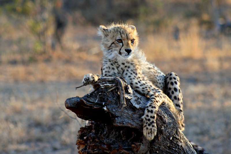 South African Predators