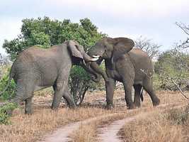 Manyeleti Game Reserve