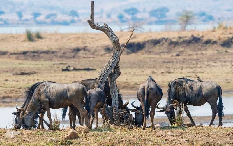 Shepherd's Tree Game Lodge