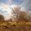 Lephalale