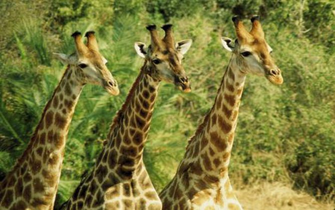 Mabalingwe Game Reserve
