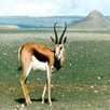 Springbok